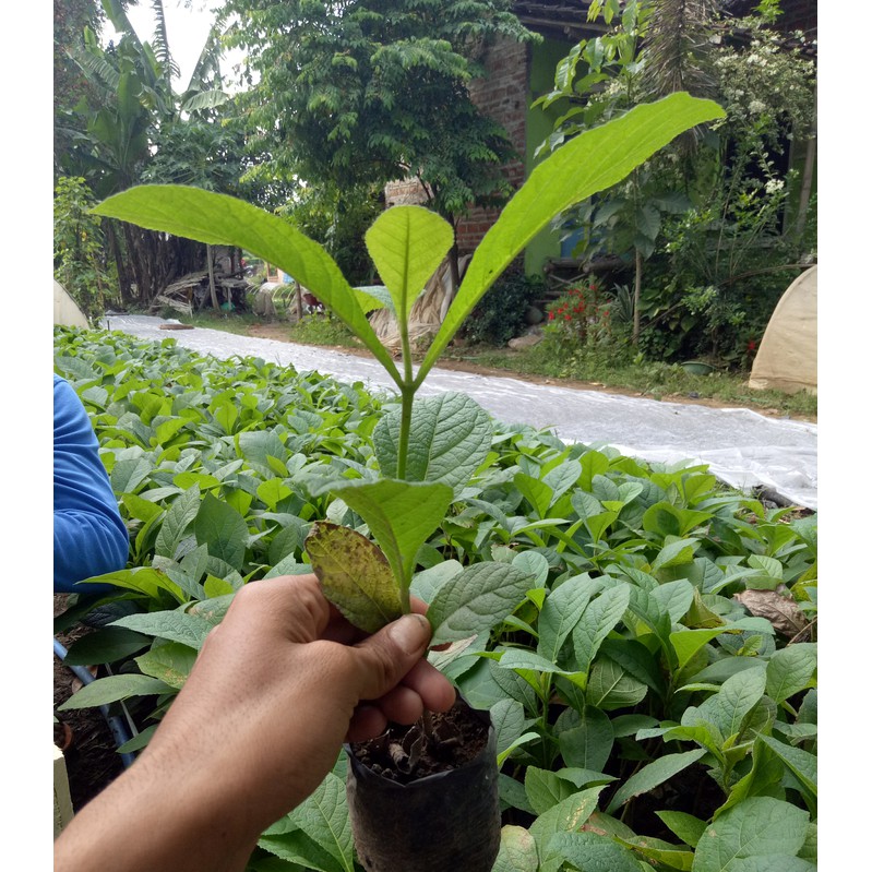 Jual 10 Bibit Pohon Kayu Jati Mas Unggul | Shopee Indonesia