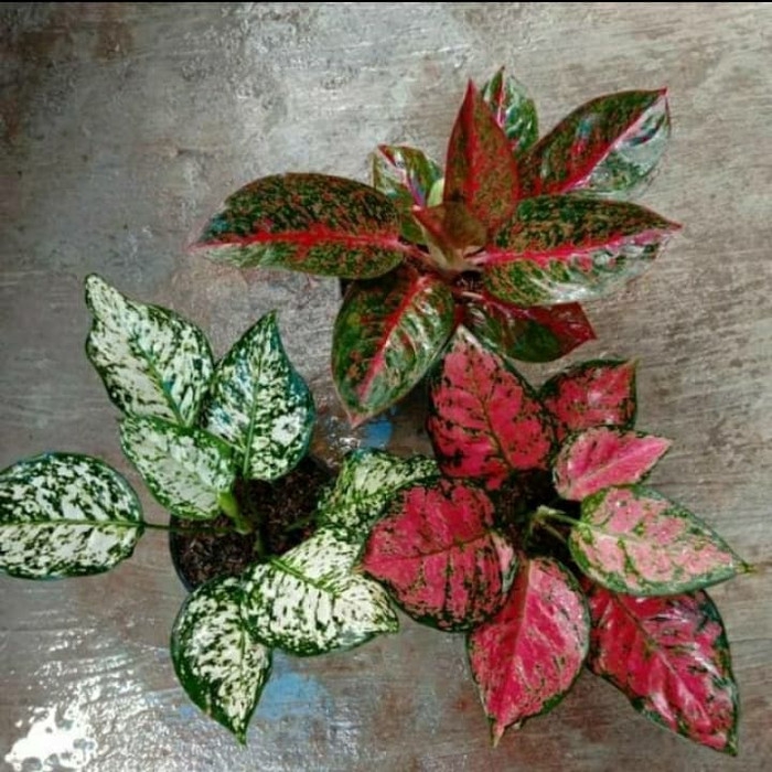 Jual ready Paket 3 anakan tanaman aglonema stardust+dud white+red anja ...