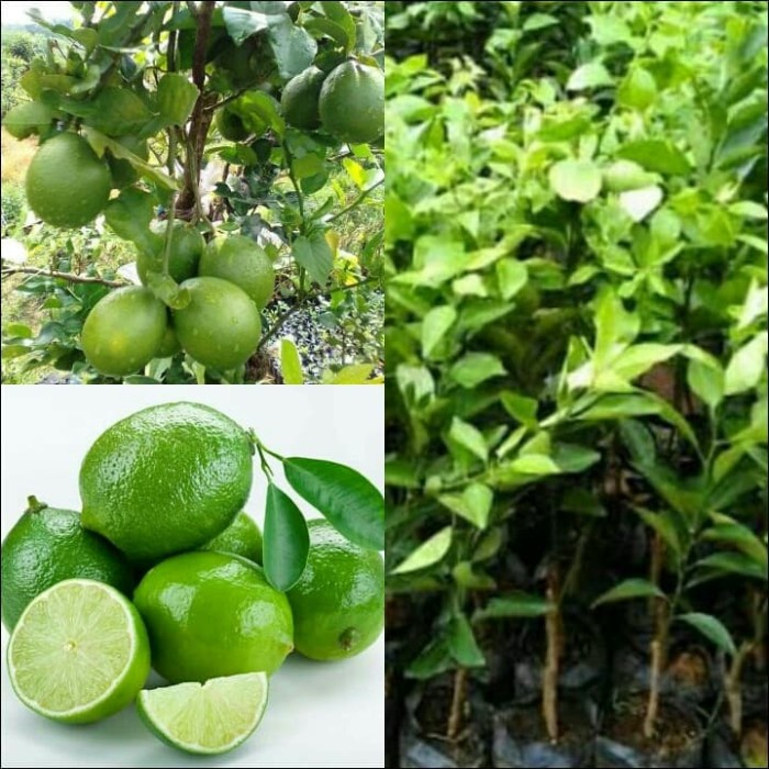 Jual Bibit Tanaman Jeruk Nipis pohon Jeruk Nipis Okulasi | Shopee Indonesia Jual Bibit Tanaman Jeruk Nipis pohon Jeruk Nipis Okulasi | Shopee Indonesia