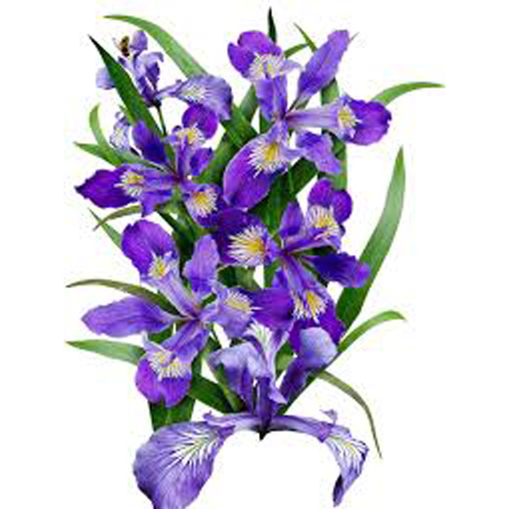 Jual Biji Bunga Wild Blue Iris - Bibit Tanaman Pohon Bunga Blue Iris ...