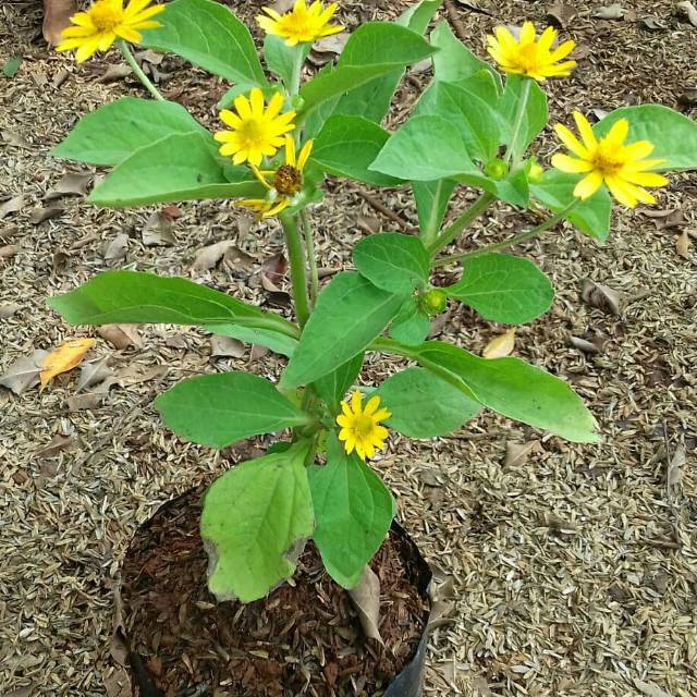 Jual Tanaman bunga matahari mini tanaman hias bunga matahari mini bunga ...