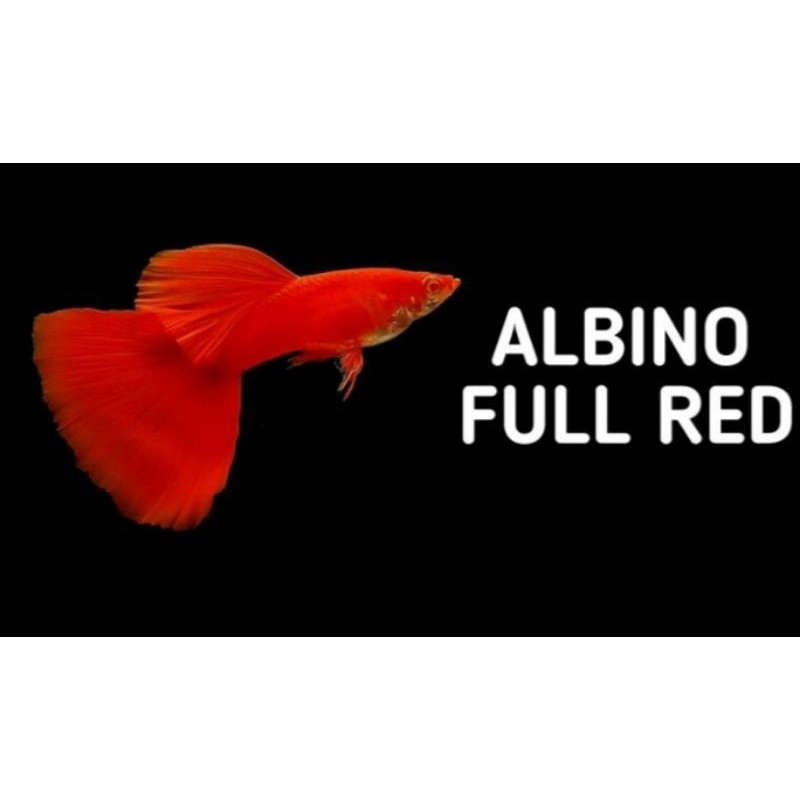 Jual Ikan Guppy albino full red/AFR | Shopee Indonesia