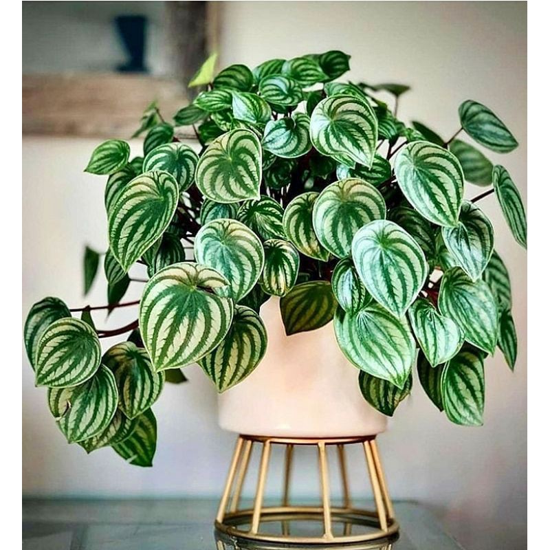 Jual tanaman peperomia watermelon/tanaman daun mangkok/tanaman cantik ...