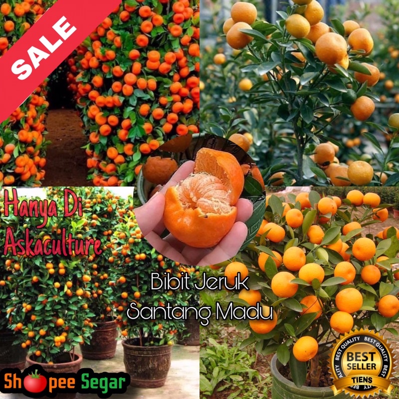 Jual Jeruk Viral Terkini. Bibit Jeruk Santang Madu Okulasi asli Lebih Cepat Berbuah Paling Cocok ...