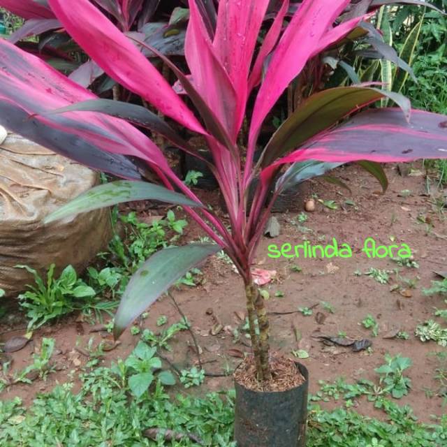 Jual Hanjuang merah ( andong) | Shopee Indonesia