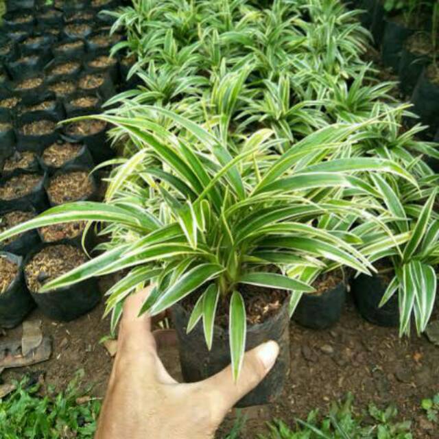 Jual Lily Paris - Tanaman Hias Lily Paris / lili paris | Shopee Indonesia