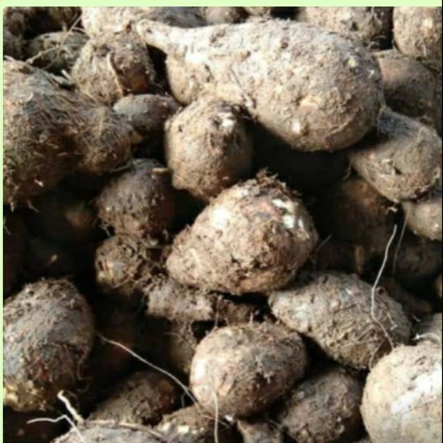 Jual Ubi Talas/ Enthik | Shopee Indonesia