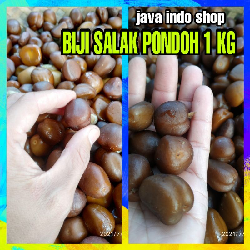 Jual BIJI SALAK PONDOH 1KG / BIBIT SALAK PONDOH / BENIH SALAK | Shopee ...