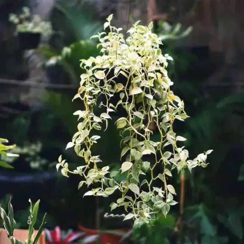 Jual Tanaman gantung teplan terang bulan | Shopee Indonesia