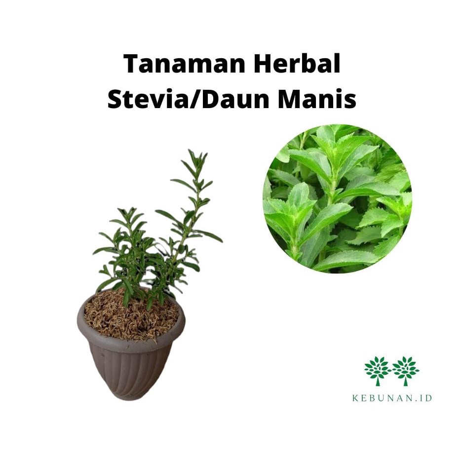 Jual Tanaman Herbal Stevia Daun Manis (Pengganti Gula Alami) | Shopee ...