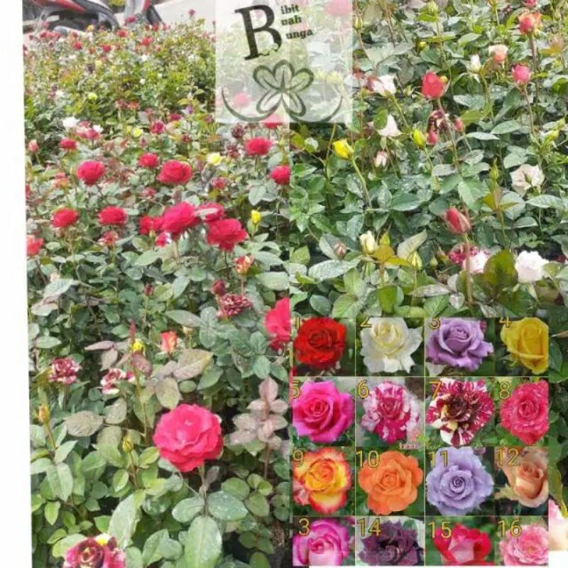 Jual Mawar 10 Pohon Warna Mix | Shopee Indonesia