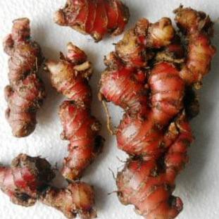 Jual TERMURAH & TERBAIK 50 gr biji benih tanaman herbal/rempah jahe ...