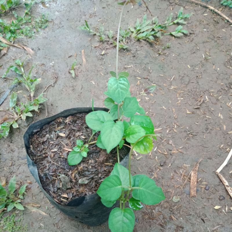 Jual tanaman daun kentutan simbukan | Shopee Indonesia