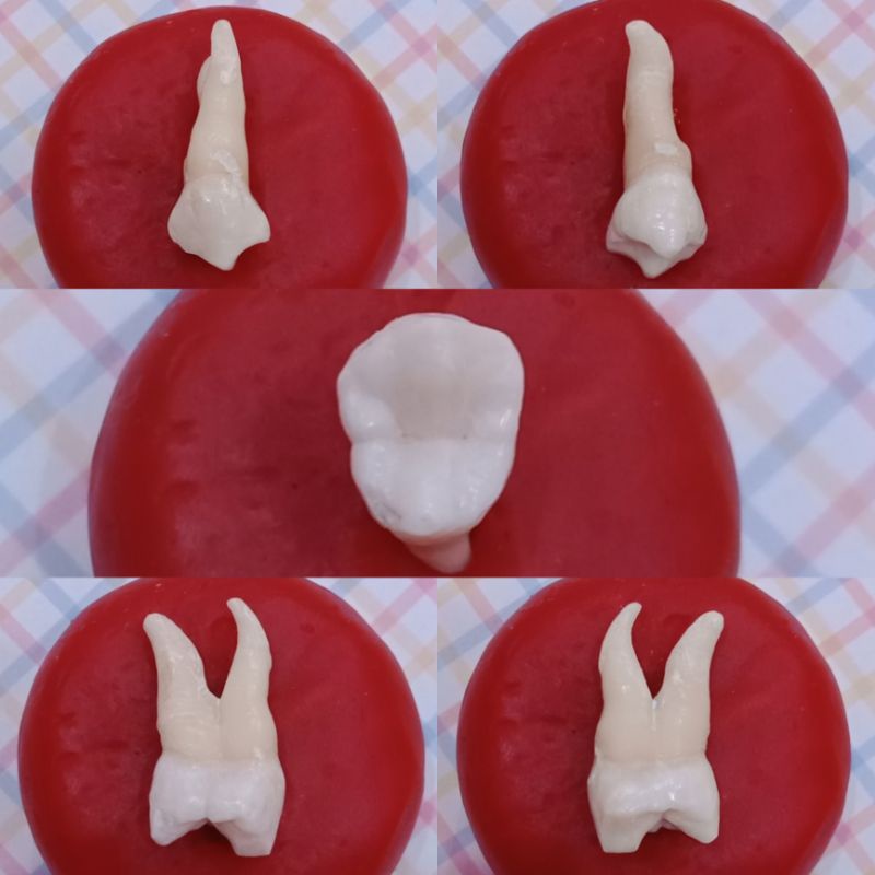 Jual Gigi 24 Gigi Asli Praktikum Gigi Premolar Pertama Kiri Rahang Atas Gigi Premolar Maxilla ...