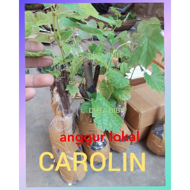 Jual BIBIT ANGGUR CAROLIN(beli 10 bonus 1) | Shopee Indonesia