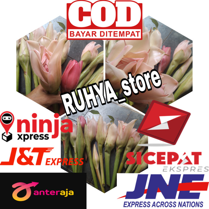Jual Bunga Kecombrang/ bunga Honje/ Rombeh/ kincung segar 1kg | Shopee ...