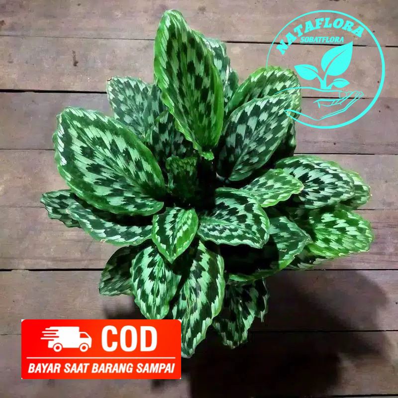 Jual TANAMAN HIAS CALATHEA MERAK//MERANTI MERAK | Shopee Indonesia