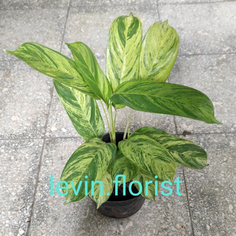 Jual Calathea charlie varigata golden /variegata / bibit tanaman hias ...