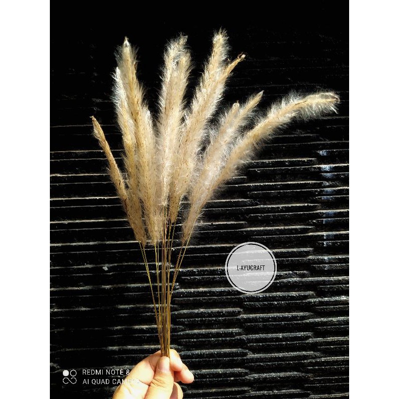 Jual L-AYUCRAFT Bunga Alang-alang Kering | Shopee Indonesia