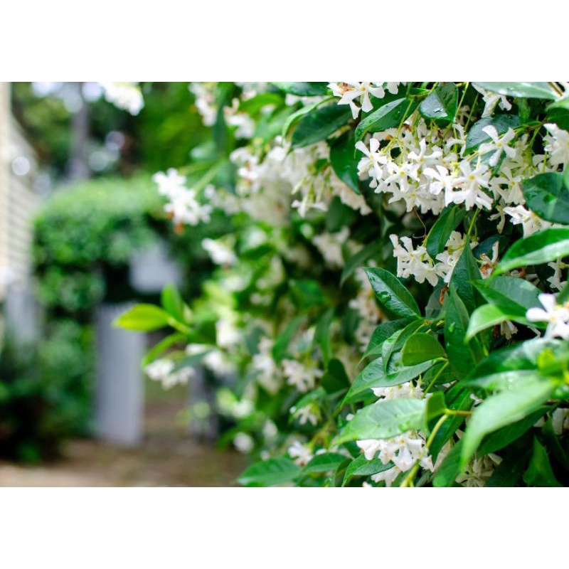 Jual Bibit tanaman rambat bunga wangi melati star/confederate jasmine ...