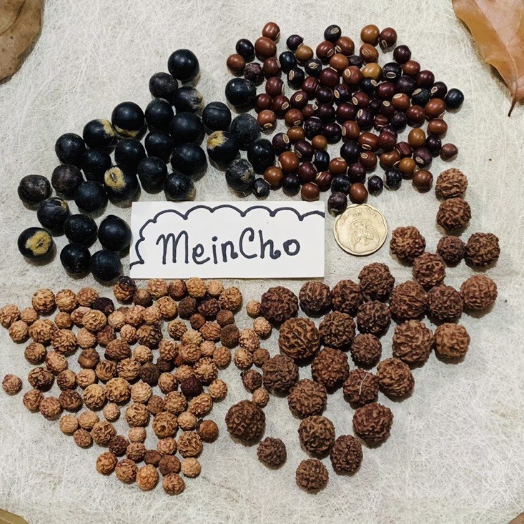 Jual (10 biji) Kolase Biji Genitri Ginitri Jenitri Jinitri Kecipir ...
