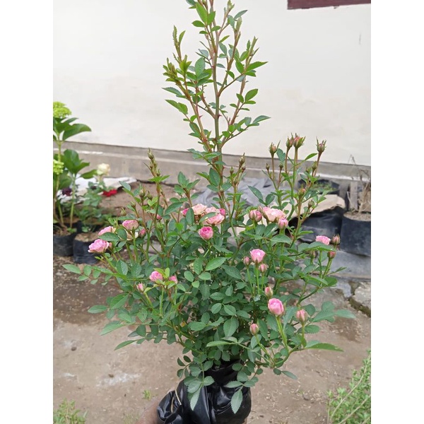 Jual Bibit Tanaman Bunga Mawar Babyrose Mawar Minion/Mawar Rambat Paling laris | Shopee Indonesia