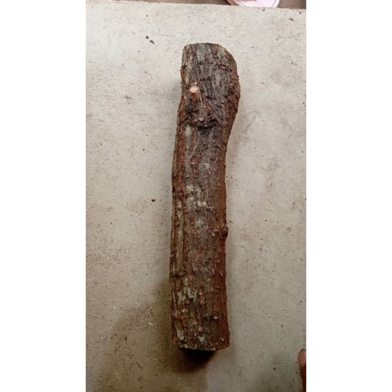 Jual kayu setigi asli/kayu setigi mentahan,harga kiloan | Shopee Indonesia