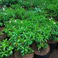 Jual tanaman Sabrina/rombusa hijau | Shopee Indonesia