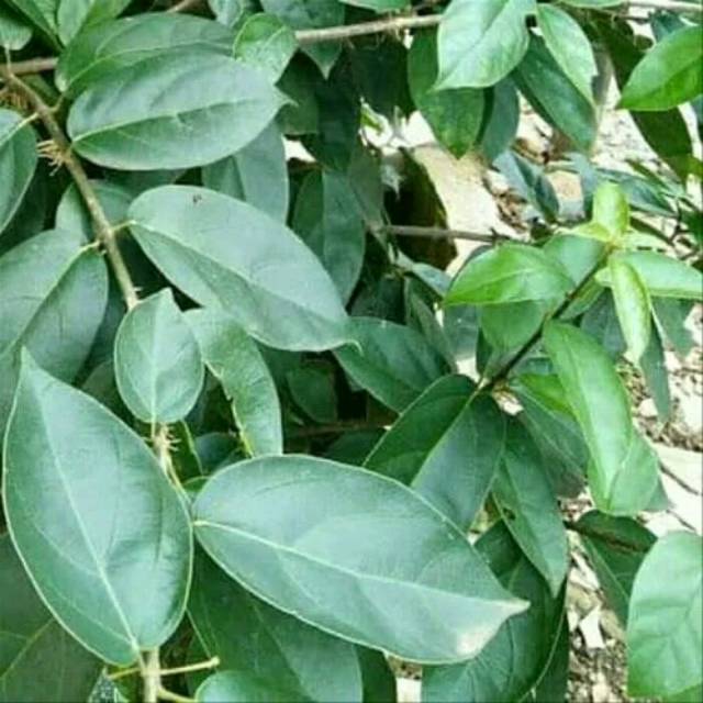 Jual Daun cincau segar 500gram hijau perdu siap petik ke kebun non ...