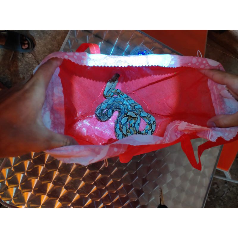 Jual Anakan Ular Python Jinak | Shopee Indonesia