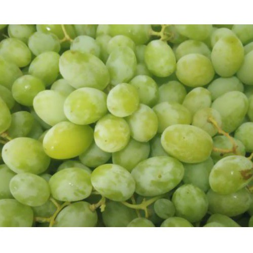 Jual Anggur hijau Calmeria Australia (berbiji) | Shopee Indonesia