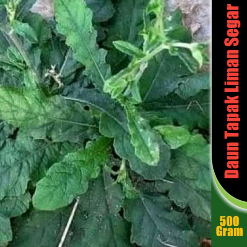 Jual Daun tapak liman Segar 500 gram | Shopee Indonesia