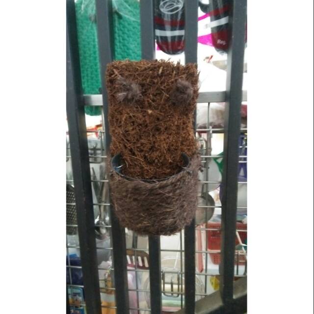 Jual Pot dinding anggrek pakis | Shopee Indonesia