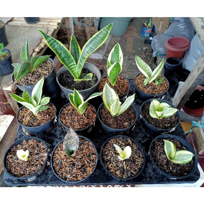 Jual Sansivera SERBA 5000AN | Shopee Indonesia