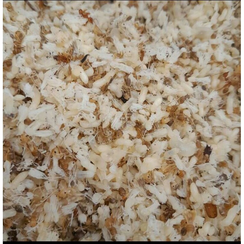 Jual Kroto Telur Semut Umpan Pancing (1/2 Kg) | Shopee Indonesia