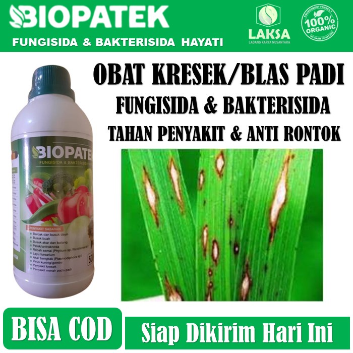 Jual Biopatek 500 ML Obat Semprot Atasi Hama Kresek daun Padi - Obat Kresek Padi Paling Ampuh ...