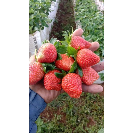 Jual strobery simencir manis segar 250gr | Shopee Indonesia