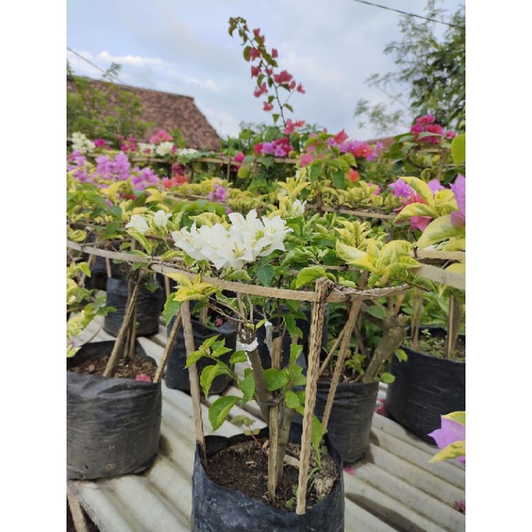 Jual Tanaman Hias Bunga Kertas ( BOUGAINVILLE ) | Shopee Indonesia