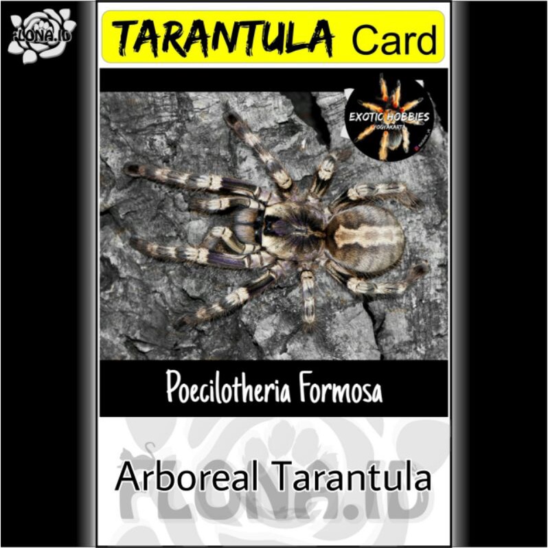Jual Kartu Tarantula | Formosa +-3cm Poecilotheria Formosa 3 cm ...
