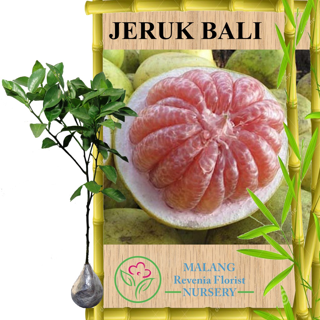 Jual Tanaman Jeruk Bali (Tinggi 40-60 cm) | Shopee Indonesia