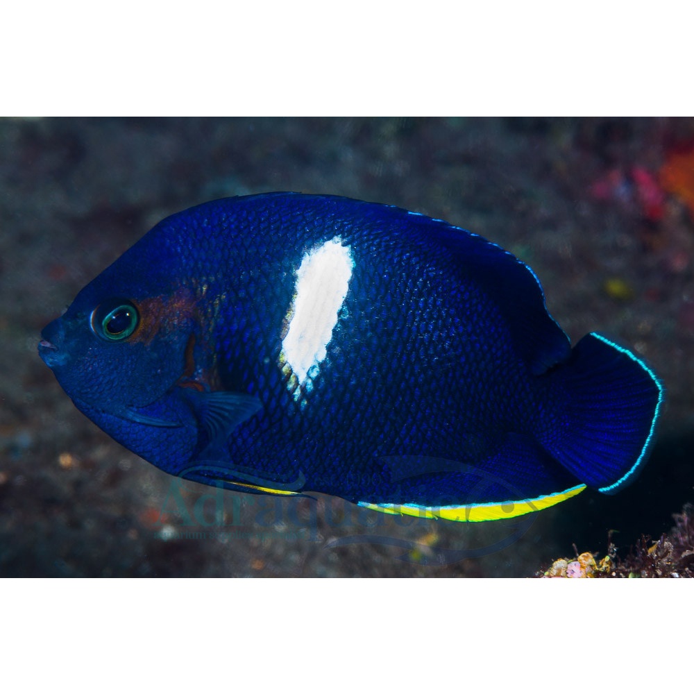 Jual (INSTANT BANDUNG) IKAN HIAS AIR LAUT ANGEL BIRU ANGELFISH ...
