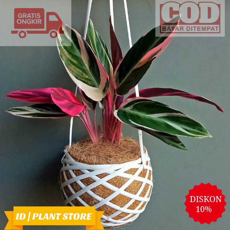 Jual Tanaman hias calathea meranti bali - kalatea meranti bali -Tanaman ...
