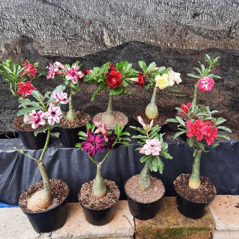 Jual Paket Kamboja Jepang Tumpuk 8 pohon siap berbunga | Shopee Indonesia