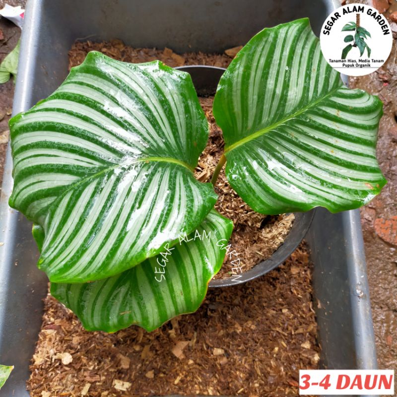 Jual PROMO Tanaman Hias Calathea Orbifolia - Rotundifolia - Fasciata ...