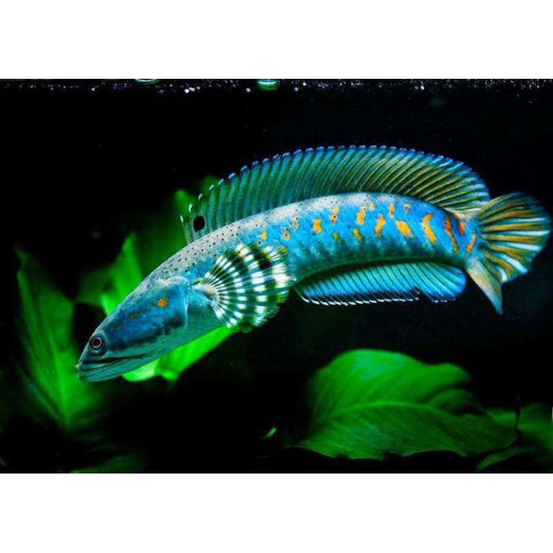 Jual channa blue pulchra | Shopee Indonesia