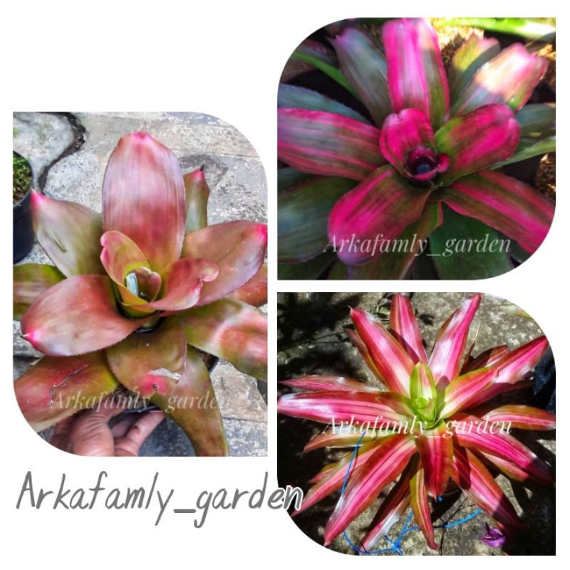 Jual Satu Paket Isi 3 jenis bromelia besar/tanaman hias daun/Bromelia ...