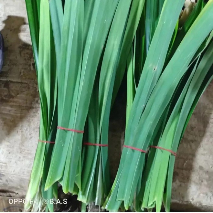 Jual Daun pandan wangi segar per ikat di ambil dadakan | Shopee Indonesia