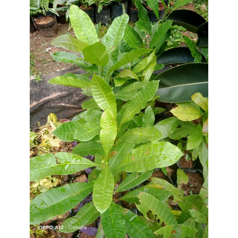 Jual pohon jambu Mede jambu monyet | Shopee Indonesia