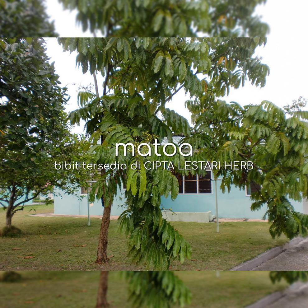 Jual Bibit Pohon Matoa Bibit Tanaman Matoa Buah Matoa Mirip Kelengkeng ...