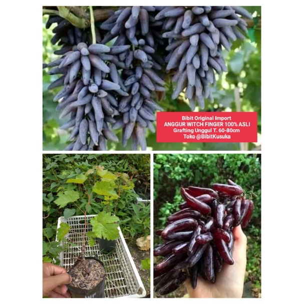 Jual Bibit import Buah ANGGUR WITCH FINGER 100% ORIGINAL Kualitas No.1 ...